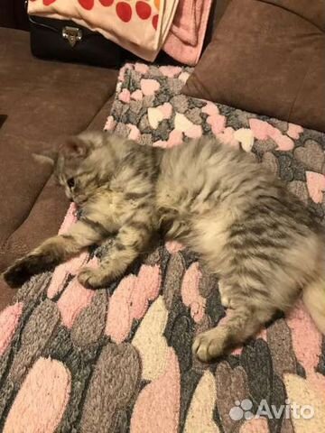 Котёнок