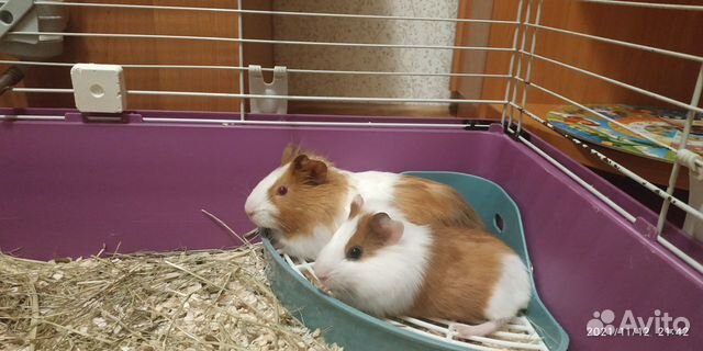 Морская свинка с клеткой