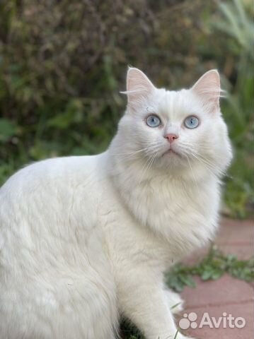 Отдам в добрые рукикота породы турецкая ангора