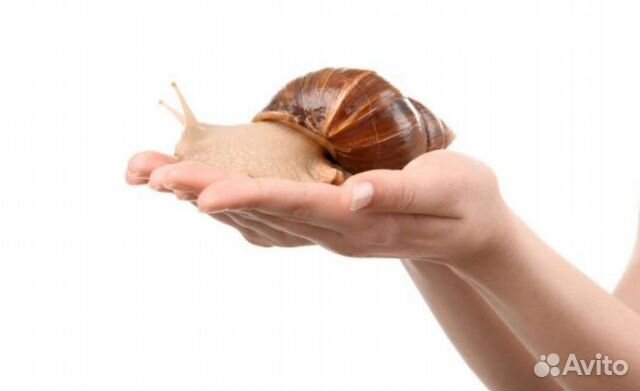 Детки улиток ахатины
