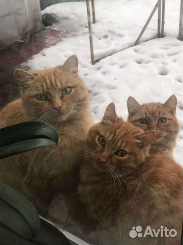 Ласковые, игривые рыжули ищут дом