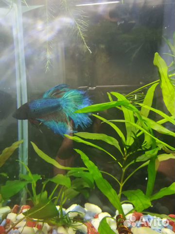 Рыбка "Сиамский Петушок" Дельта