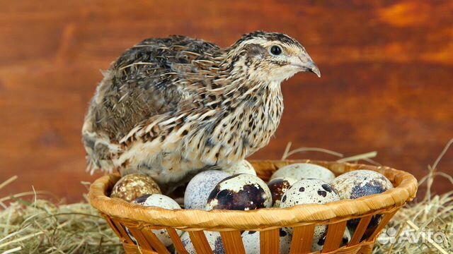 Инкубационное яйцо перепелов