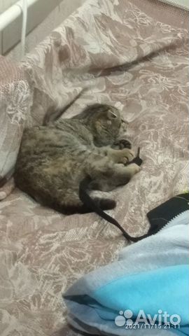 Вислоухие котята в добрые руки