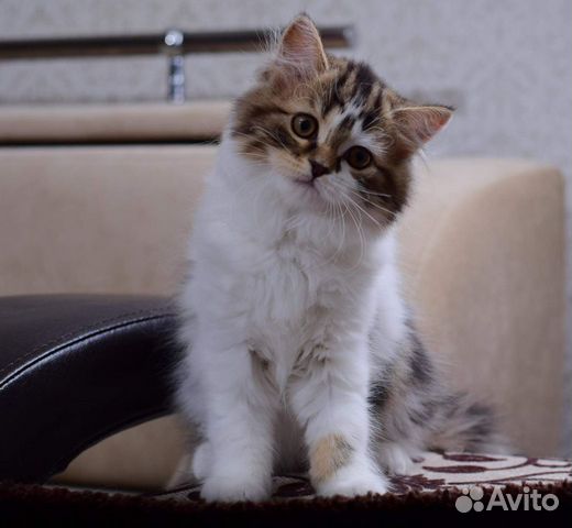 Стелла кошечка 2.5 мес