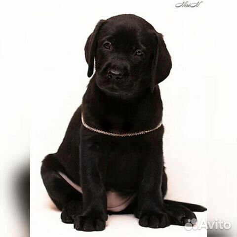 Черный лабрадорчик, девочка, 2 месяца
