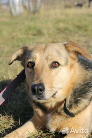 Шелли 4 года ждёт в приюте