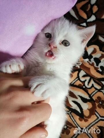 Коська в добрые ручки