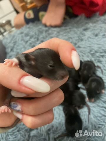 Крысята дамбо