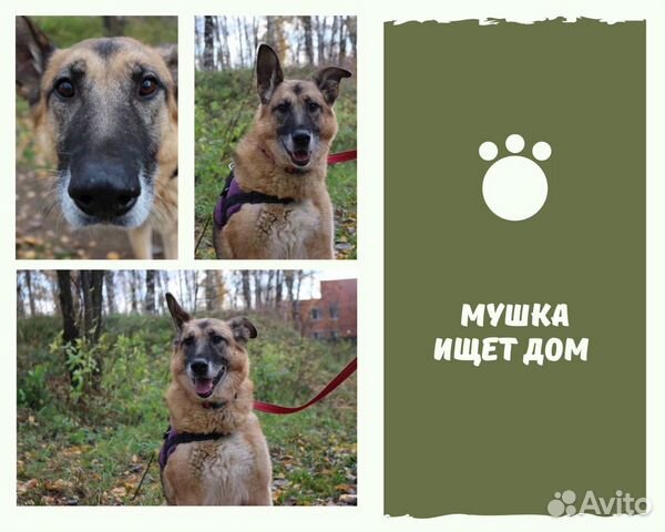 Мушка - потрясающая собака