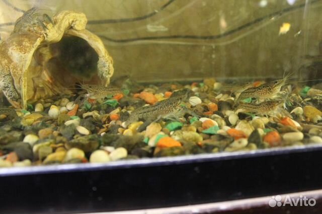 Рачки мраморные аквариумные