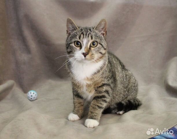 Хорошенький ласковый котофейчик