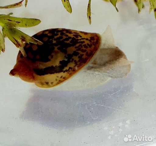 Улитки физы бесплатно
