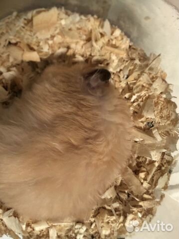 Сирийский хомяк