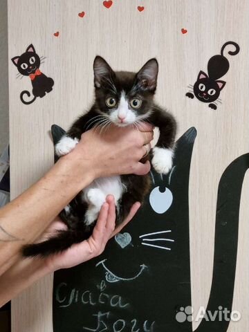 Маленький красавчик ищет дом