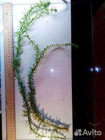 Акваримные растения