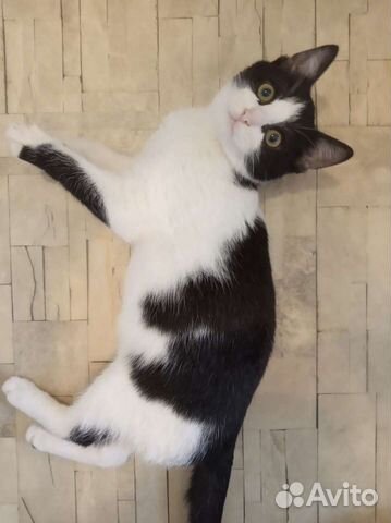 Отдам Киску- Миску в хорошие руки