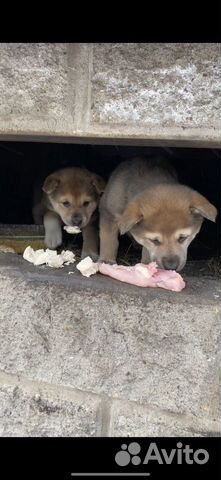 Полухасята