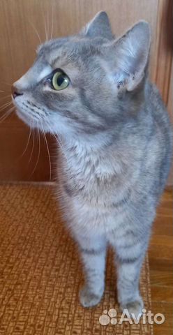 Ласковая Изабелла в дар)