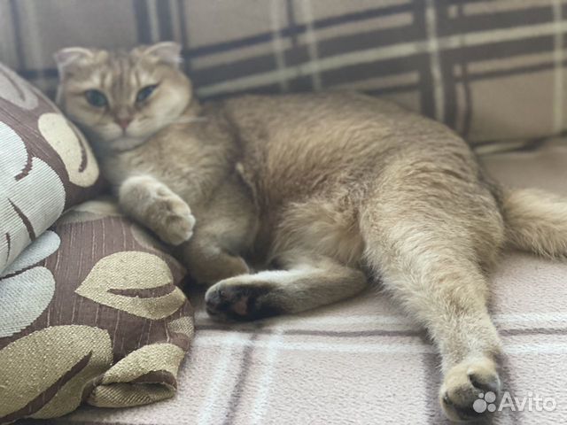 Шотланская вислоухая кошка