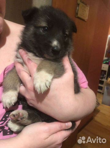 Щенок в добрые руки бесплатно