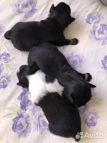 Щенята Пекинесы