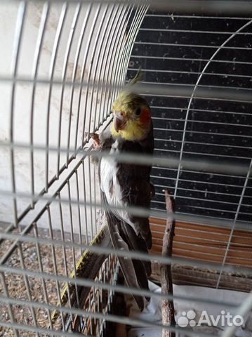 Попугай корелла