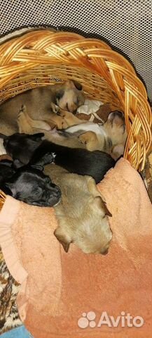 Продаём тойчиков