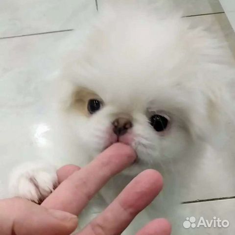 Щенки японского хина