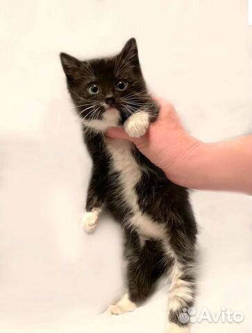 Котенок, девочка, 1,5 месяца