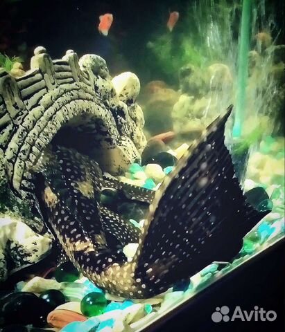 Анциструс, парчовый сом Сансаныч