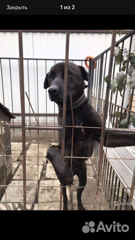 Собака в добрые руки