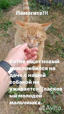 Котик
