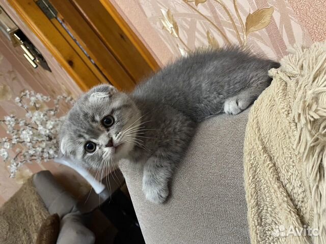 Шотландский вислоухий