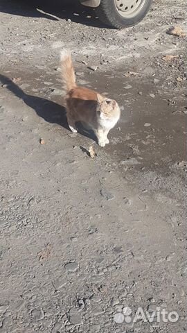 Котик-мышелов добрым людям