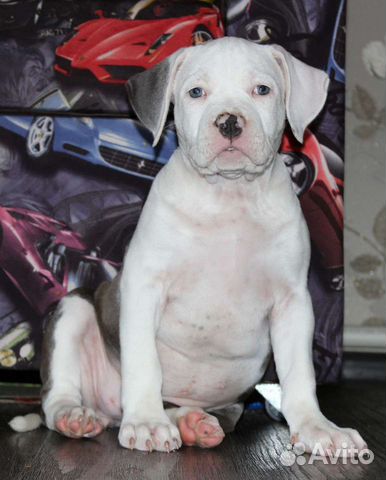 Девочка ам.стаффа с документами