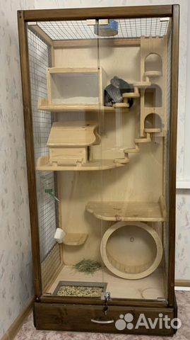 Шиншилла + Витрина (клетка) для шиншилл