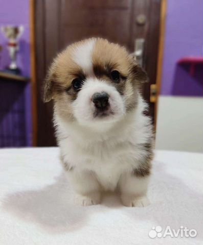 Вельш-корги пемброк