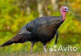 Индюшки на племя