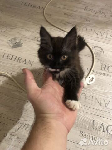 Котик бесплатно в добрые руки