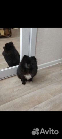 Померанский шпиц мини Вязка