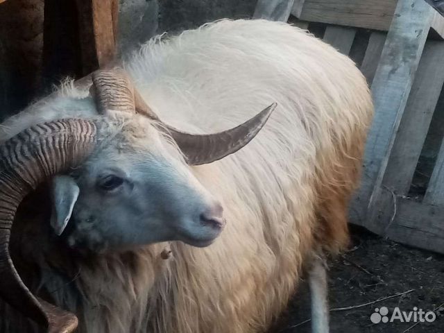 Баран плиминой