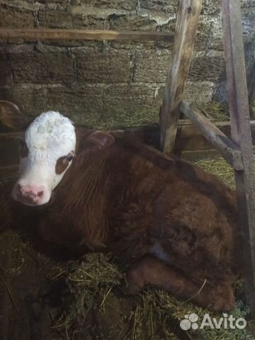 Продам бычка