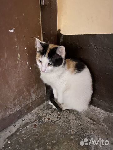 Котёнок в дар