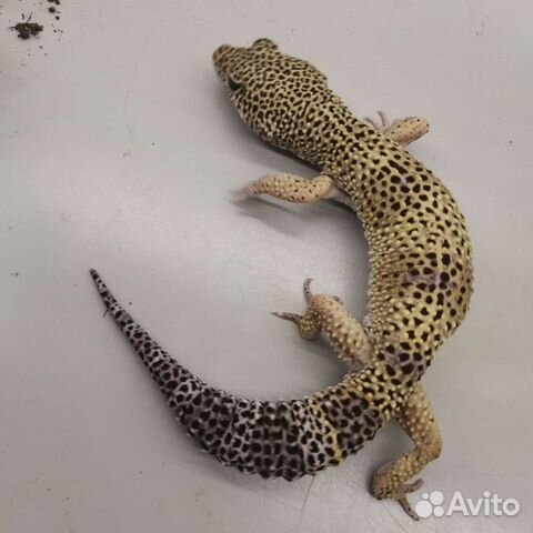 Эублефар самец ждёт самок для спаривания