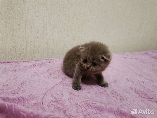 Шотландские вислоухие котята
