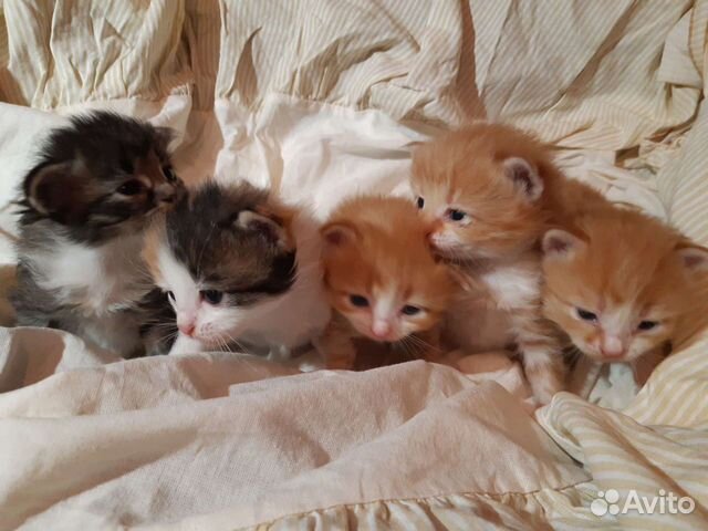 Котенок девочка 1.5 месяца