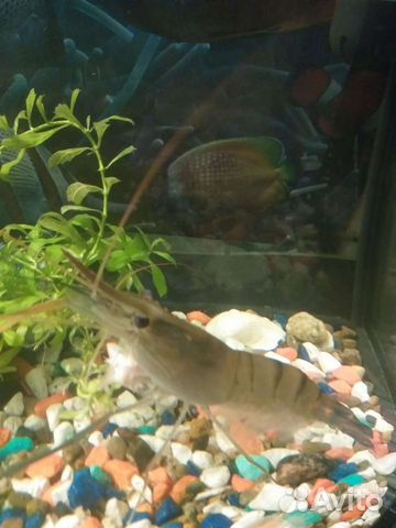 Креветка розенберга