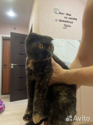 Шотландская вислоухая кошка бесплатно