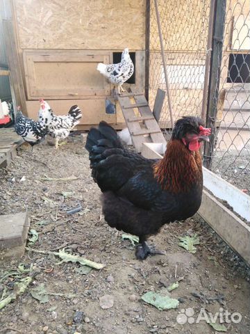 Курица хохлатая